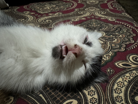 Мушук котята
