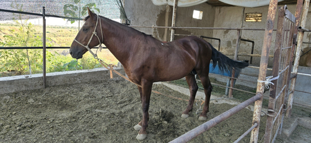 Ot sotiladi.toza qirgiz qorabayir