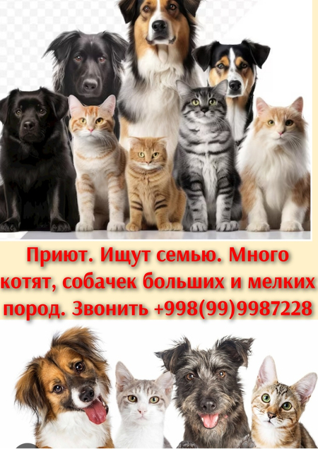 Отдам даром. Котики. От 4 месяцев