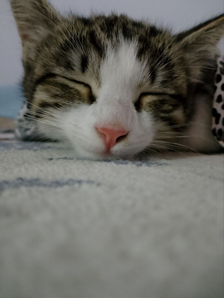 Продается котенок