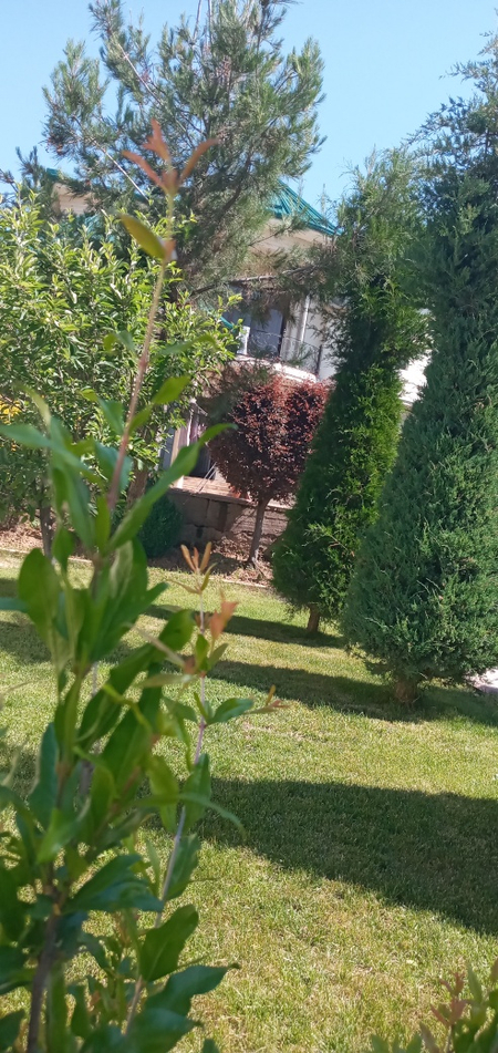 Пайвандлаш дарахт пайвандлаш