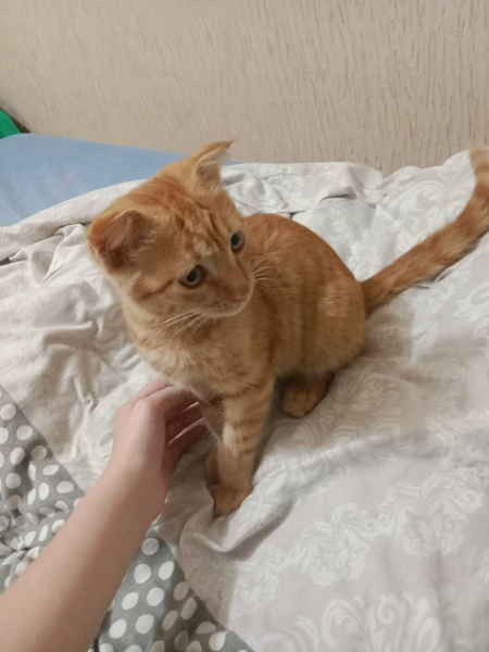 Отдам в добрые руки котенка мальчика