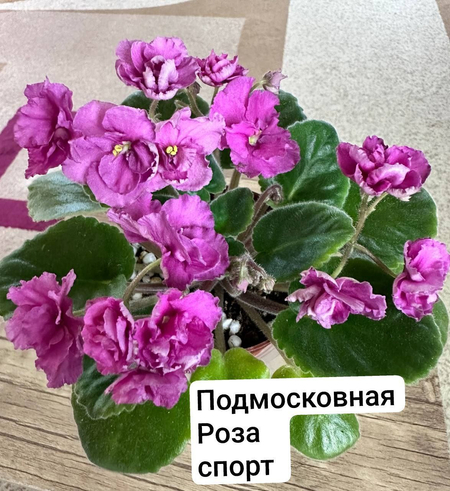 Фиалки,детки сортовые