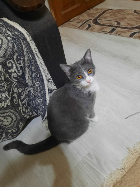 Кошка с котятами