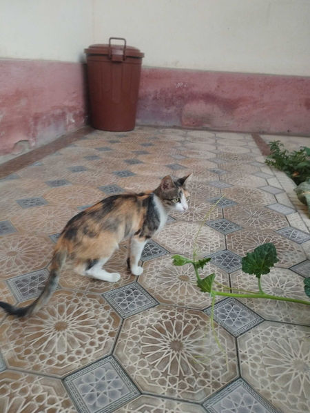 Кошки в добрые руки

Бесплатно