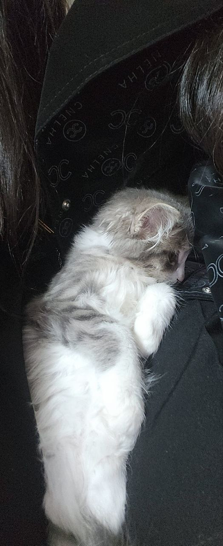 Кошечка и котёнок