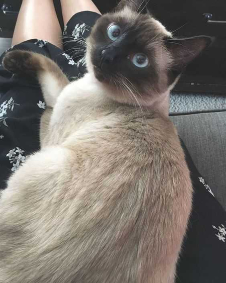 Продам сиамскую кошку