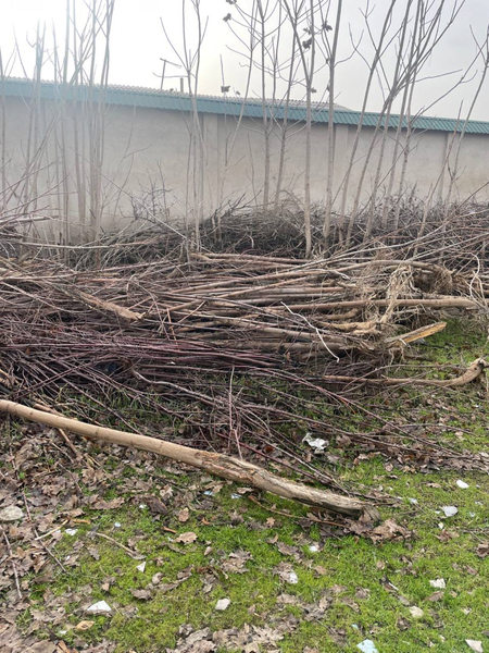 Продаю дрова ветки шох-шабба