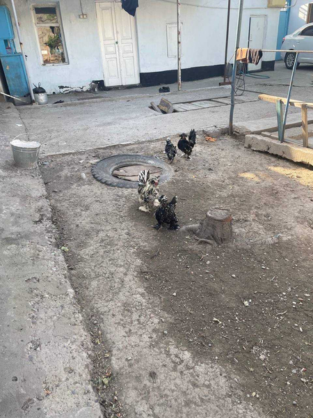 Karis yapon jojalar sotiladi
