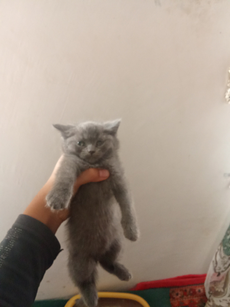 Продается кошка скотиш фолд и скотиш страйд