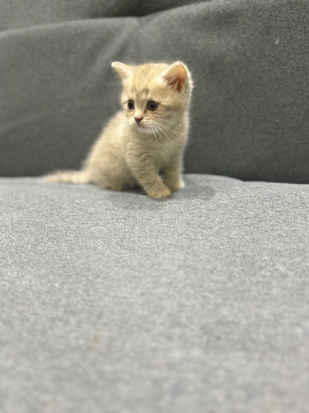 Продаются котята