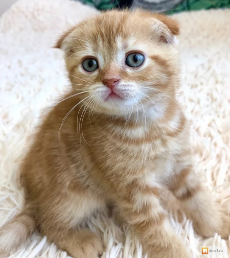 Вислоухый котик срочно продается