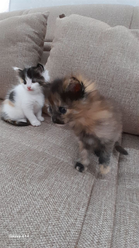 Кошки породистые