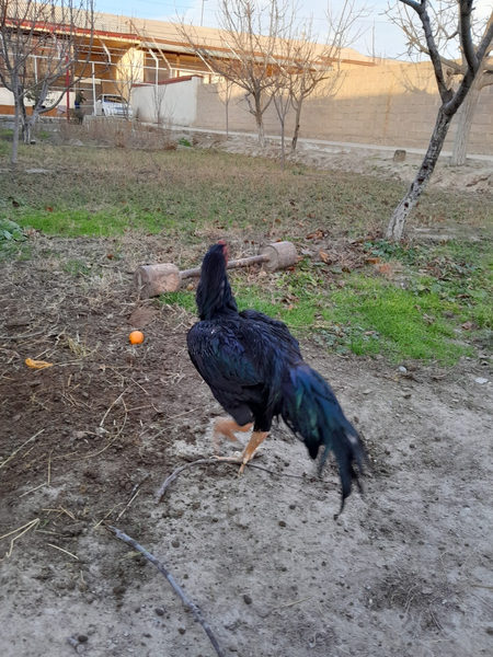 Dakan xòroz sotiladi zoti toza kareski