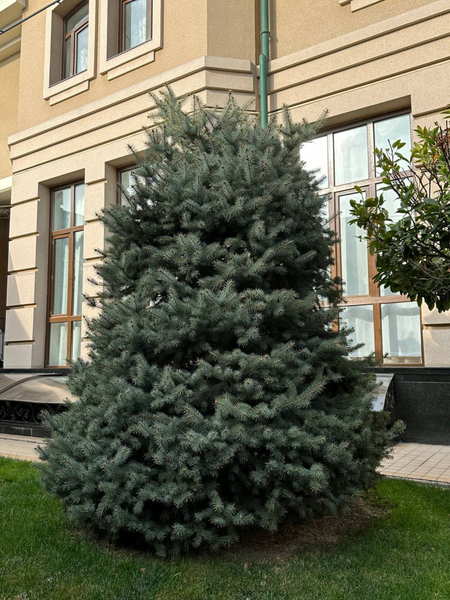 Голубой ель