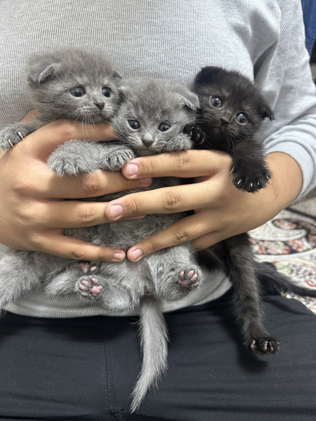 Koshka shatlaniskiy