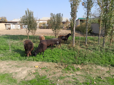 6 bosh qoylar sotiladi.