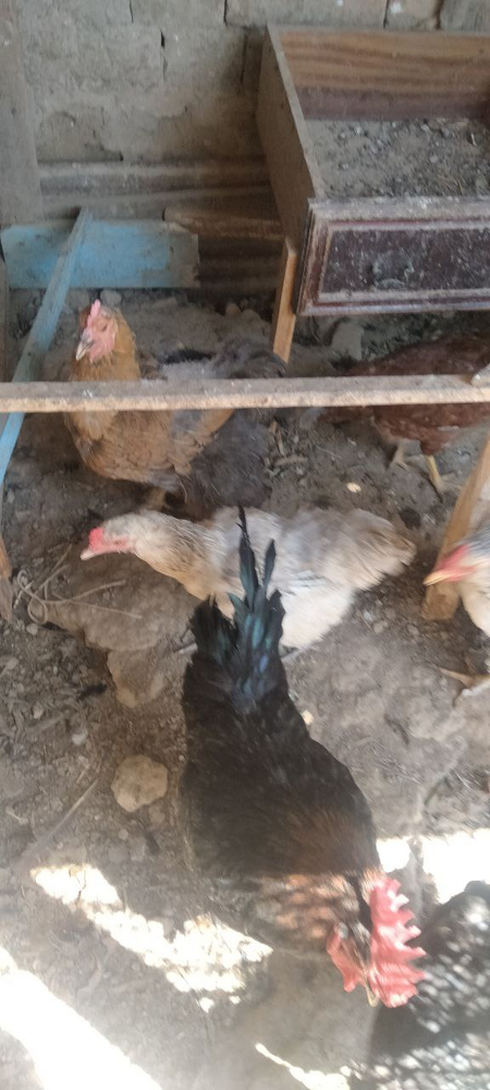 Tovuq sotladi narhini kelshamiz