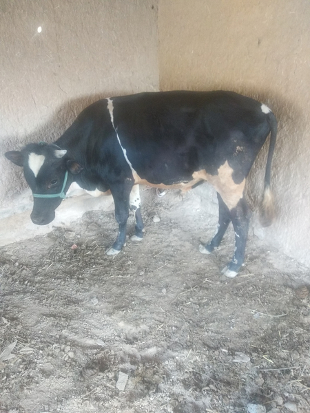 Buqa  sotiladii,