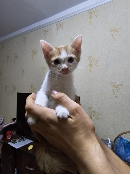 Милые котята в добрые руки Все мальчики