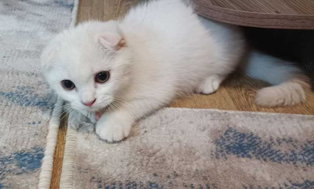 Вислоухие котята