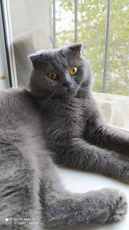 ВЯЗКА КОТА!  Скотишь Фолд