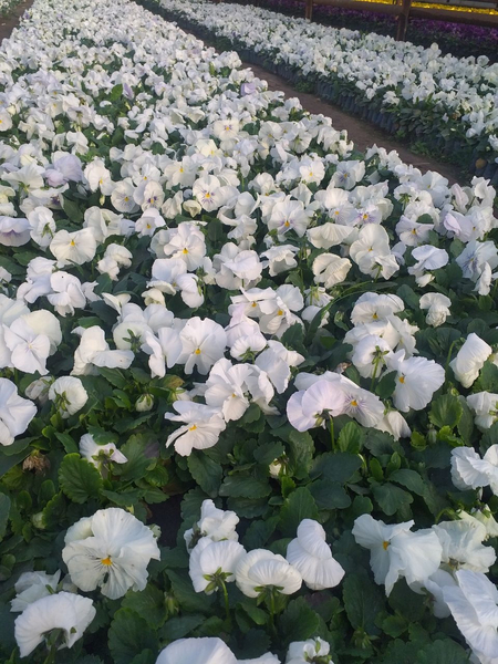 Viola F1 gullarimiz sotuvda