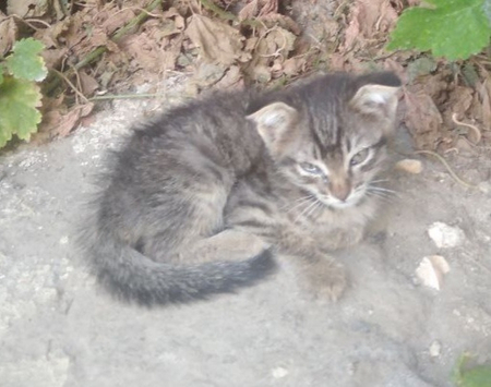 Отдам котят в хорошие руки