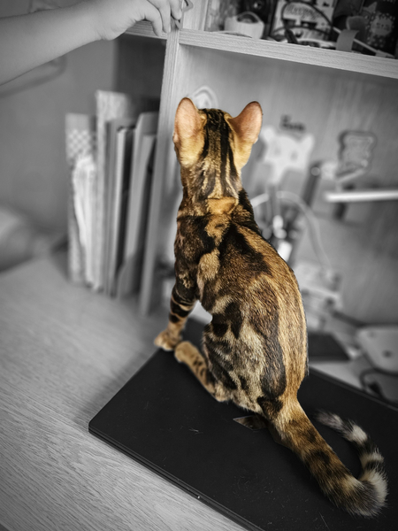 Бенгальские котята