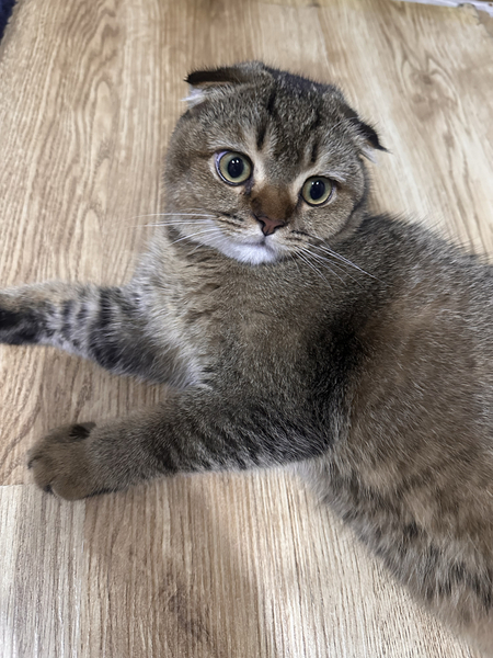 Котик пародистый