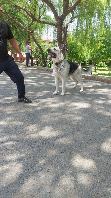 Восточно Европейские овчарки