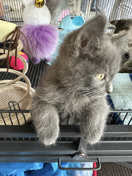 Скотиш страйт 2,5 месяца мальчик