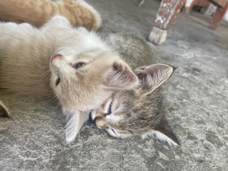 Домашние котята