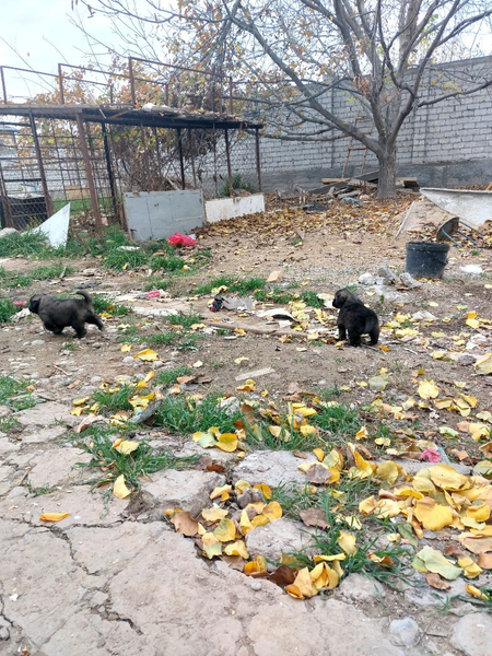Ассаломалекум окала кавказская овчаркани болалари сотилади