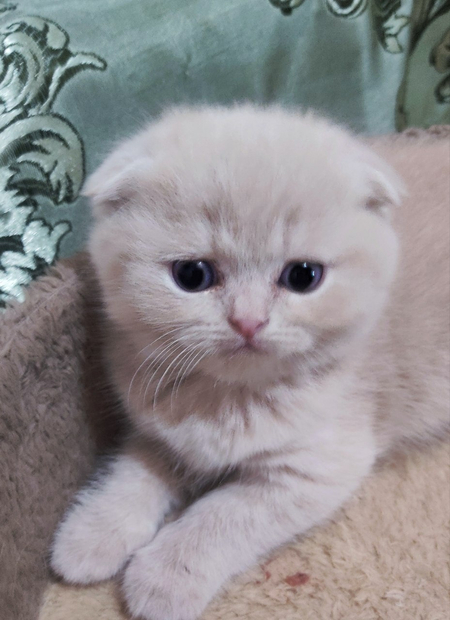 Котята фолд и страйт