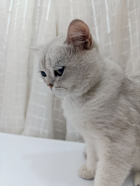 Вязка Шикарный кот светлый!!! серебристый шиншилла. Молодой