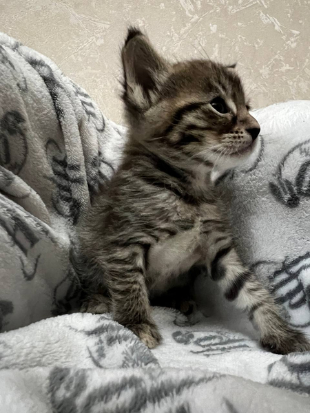 Продаются котята