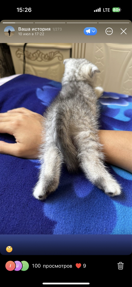 Чистокровный скоттиш фольд
