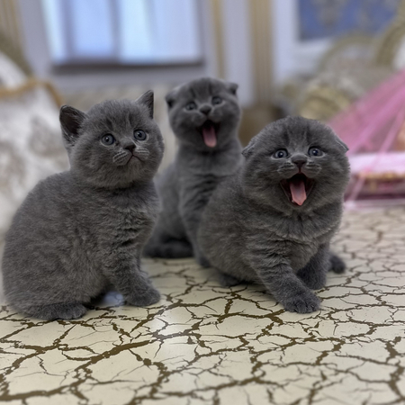 Плюшевые фолдики с набивной шубкой