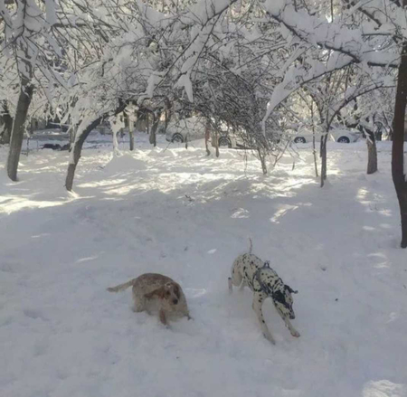 Продам девочку собаку порода Далматин.