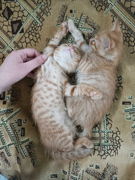 Рыжие котята пристраиваются в добрые руки!