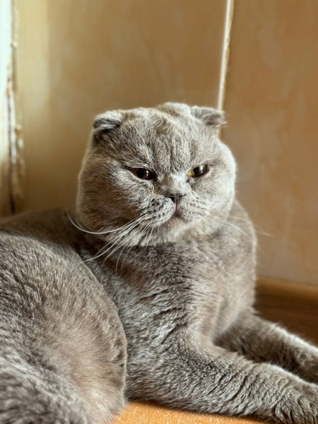 Вязка скотиш фолд опытный