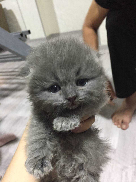 Британские котята фолд