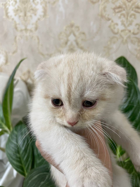 Котёнок 2 месяц шотландская вислоушка