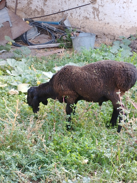 Куй кузи кучкор сотилади