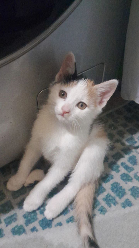 Бесплатно Отдаем котят в добрые руки