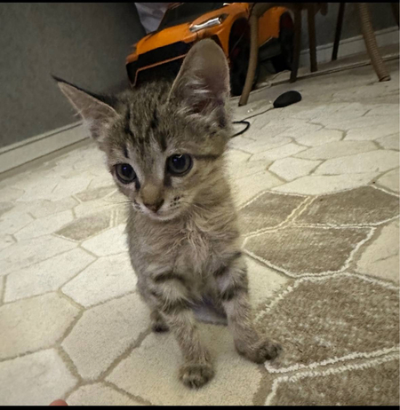 Отдам котенка в добрые руки