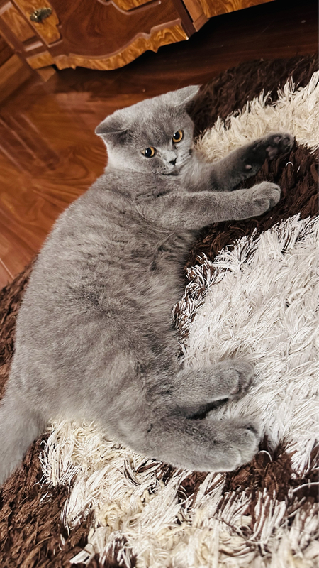 Scottish fold mushuk