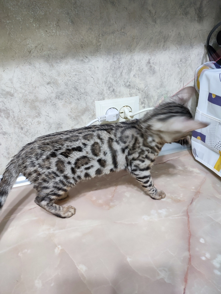 Бенгальский котёнок