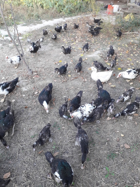 Indoutkalar va bolalari